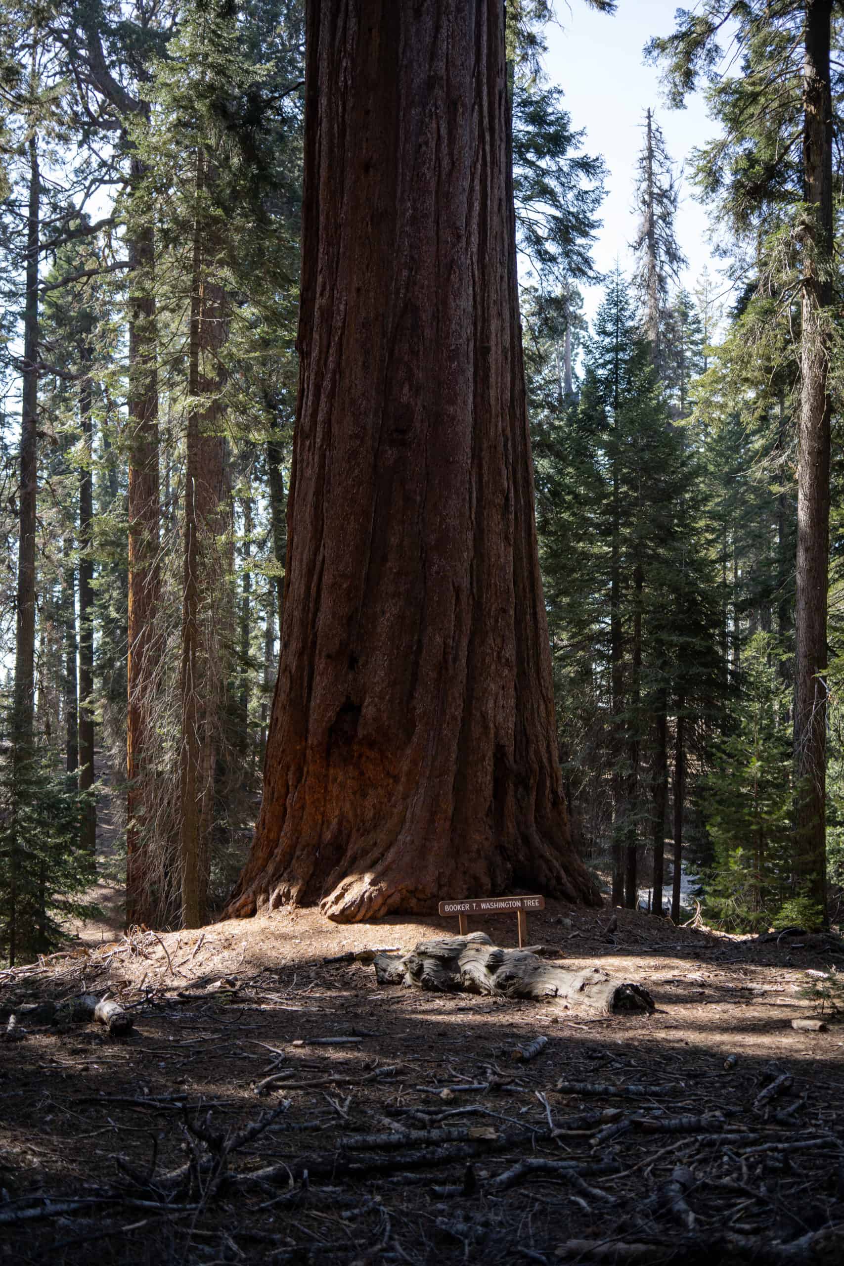 Why You Should Visit Sequoia National Park - Leisure Fan Club